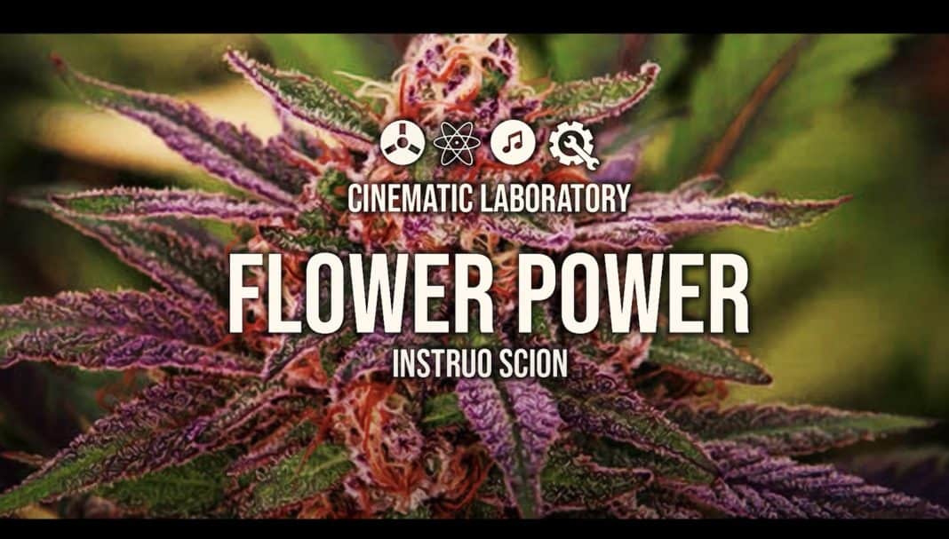 FlowerPower - Instruo #Scion - StrongMocha