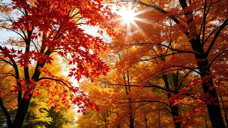 Fall Photography: Top Camera Settings for Vibrant Leaf Colors - StrongMocha